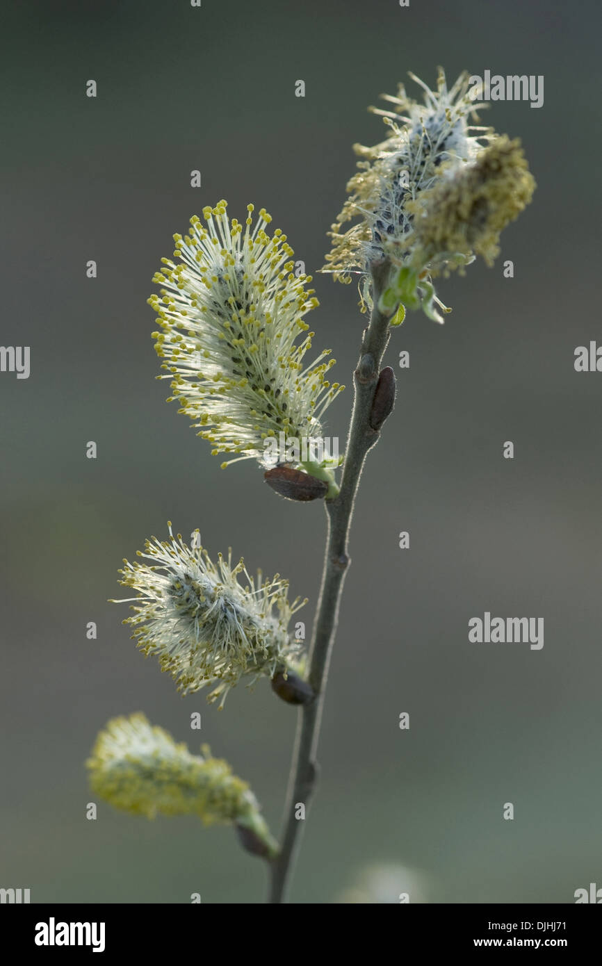 goat willow, salix caprea Stock Photo - Alamy