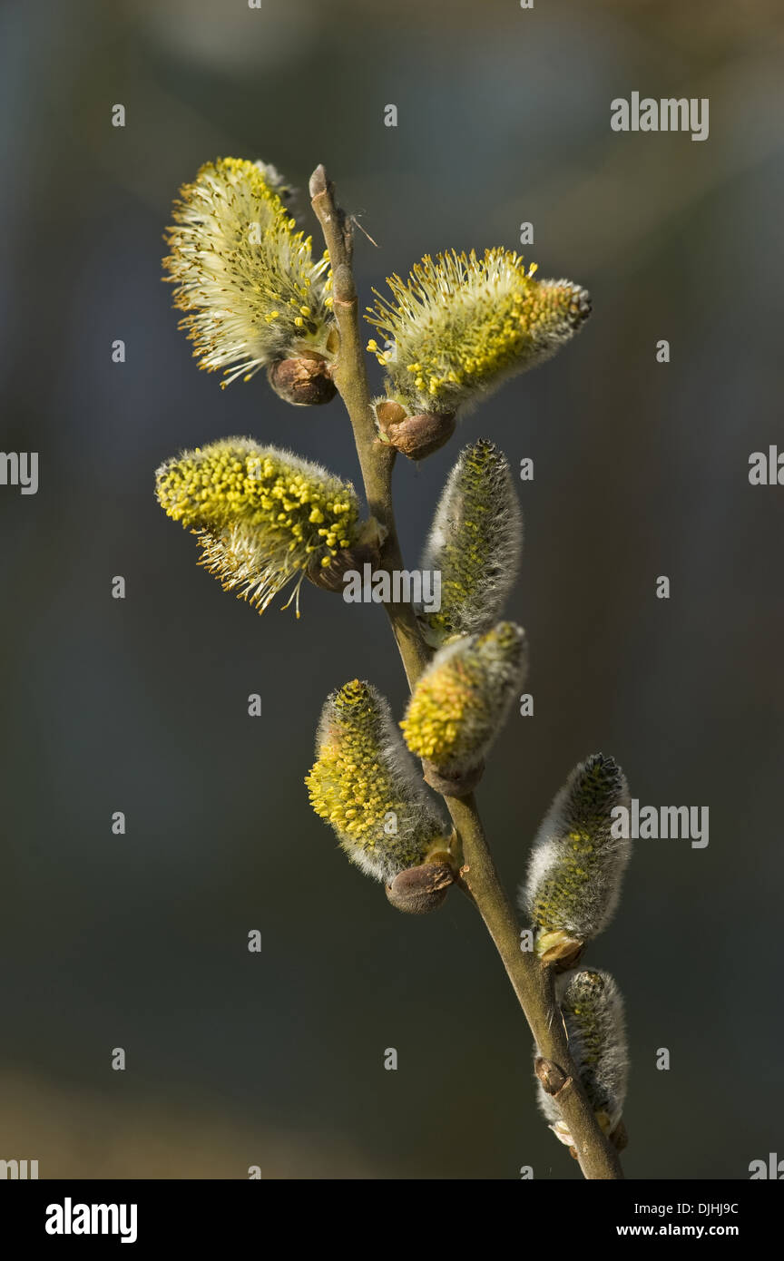 Close up grey willow hi-res stock photography and images - Alamy