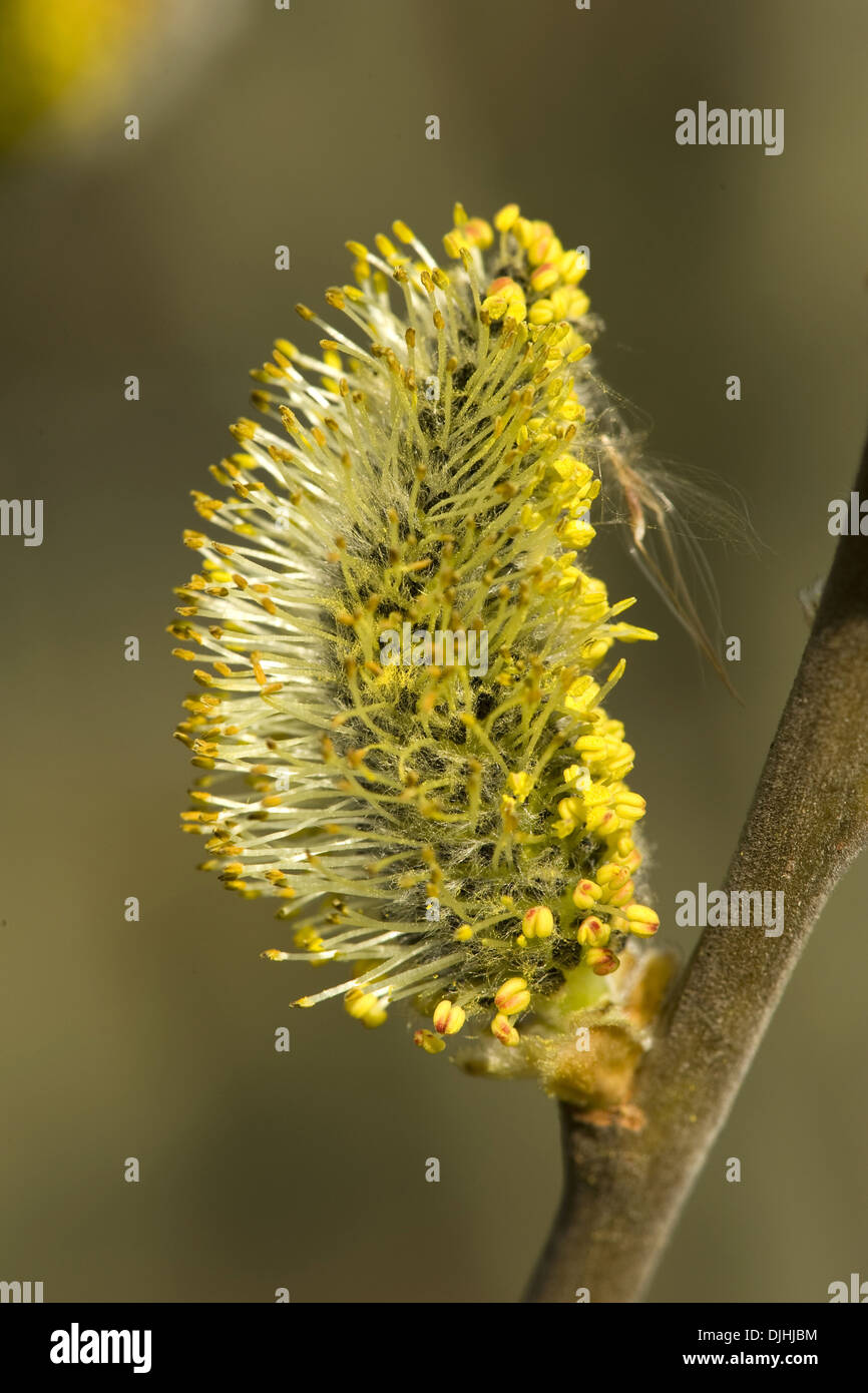 Grey willow hi-res stock photography and images - Alamy