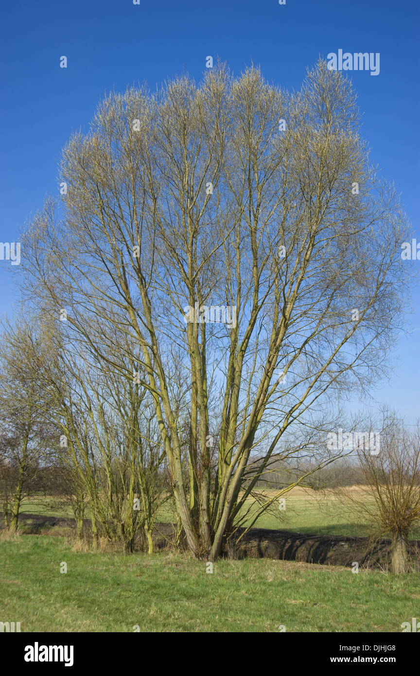 Crack willow hi-res stock photography and images - Alamy