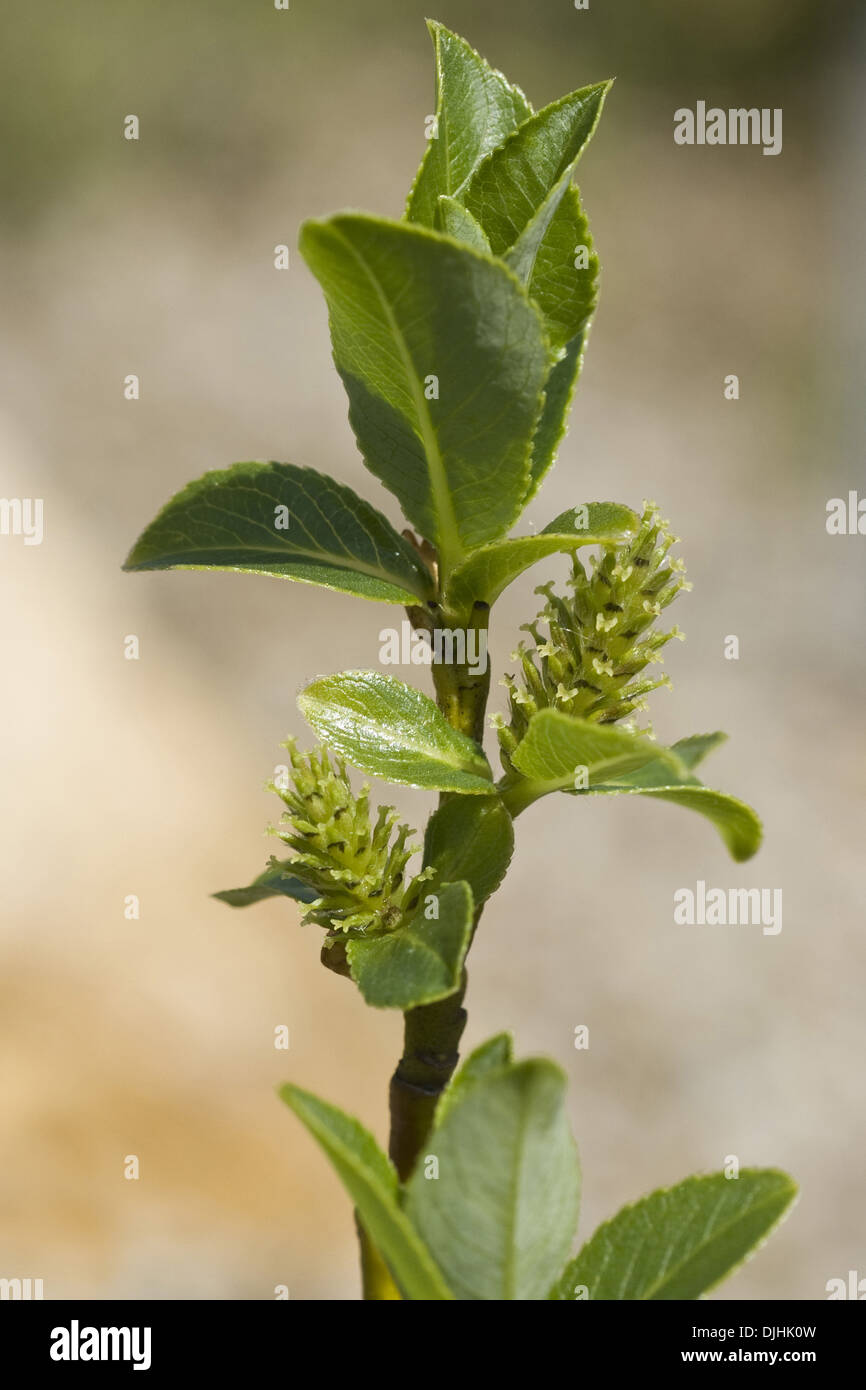 bald willow, salix glabra Stock Photo - Alamy