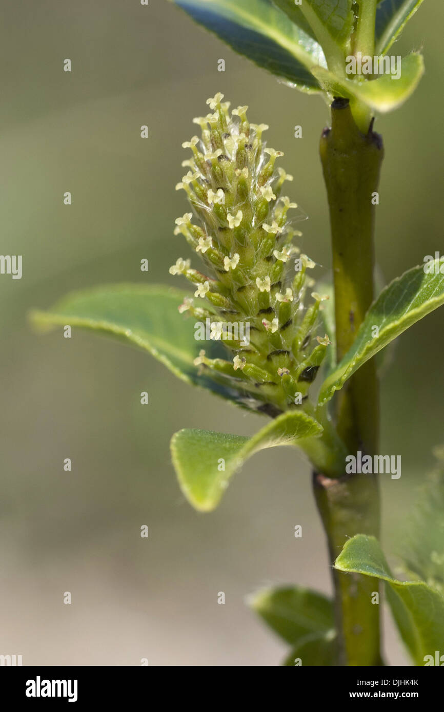 bald willow, salix glabra Stock Photo - Alamy
