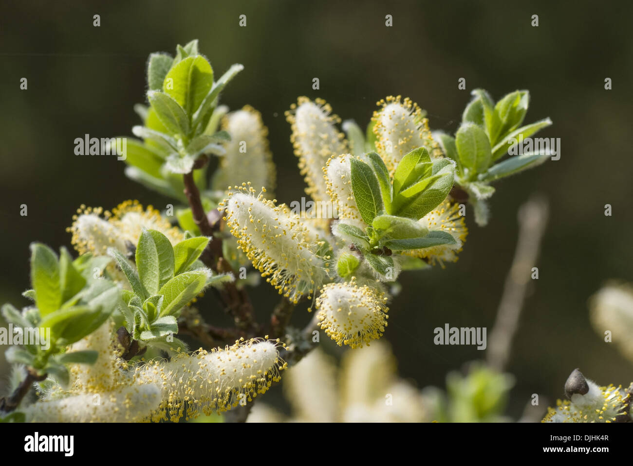 Halberd Leaf High Resolution Stock Photography and Images - Alamy