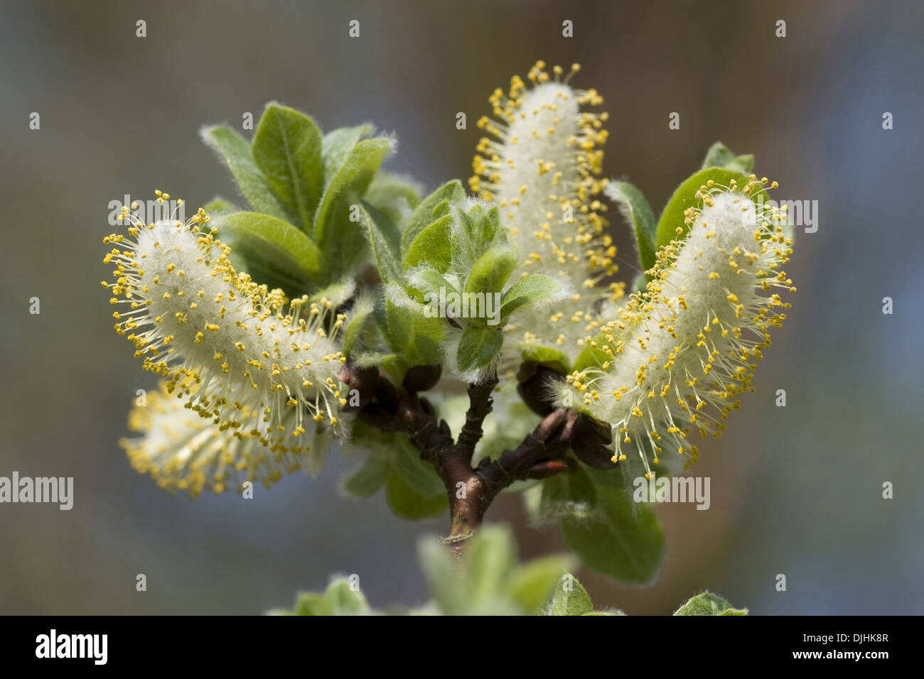 halberd willow, salix hastata Stock Photo - Alamy