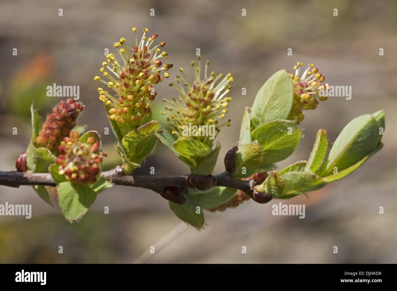 swamp willow, salix myrtilloides Stock Photo - Alamy