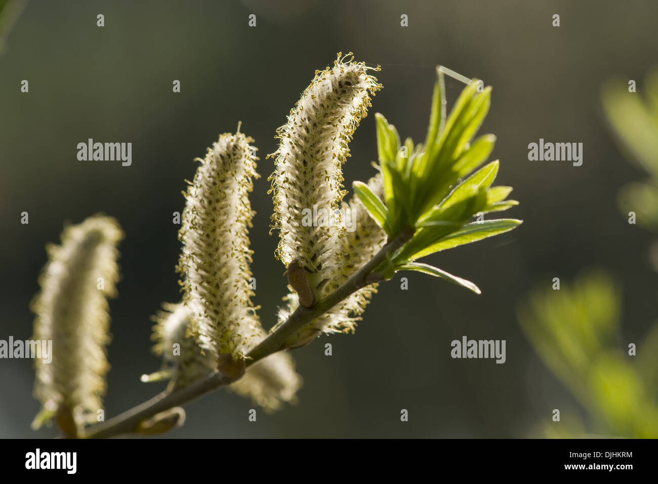 common osier, salix viminalis Stock Photo - Alamy