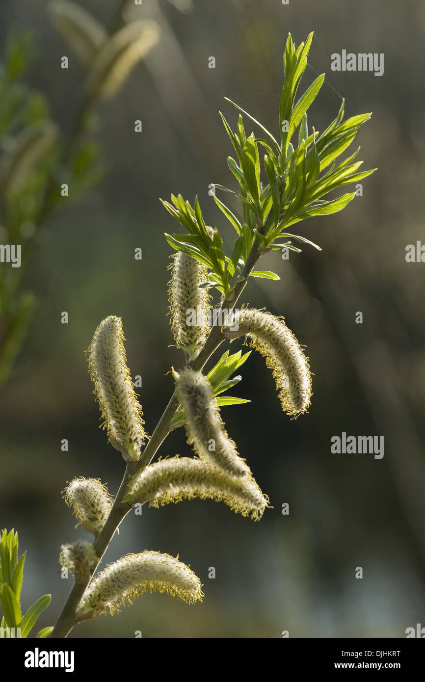 common osier, salix viminalis Stock Photo - Alamy