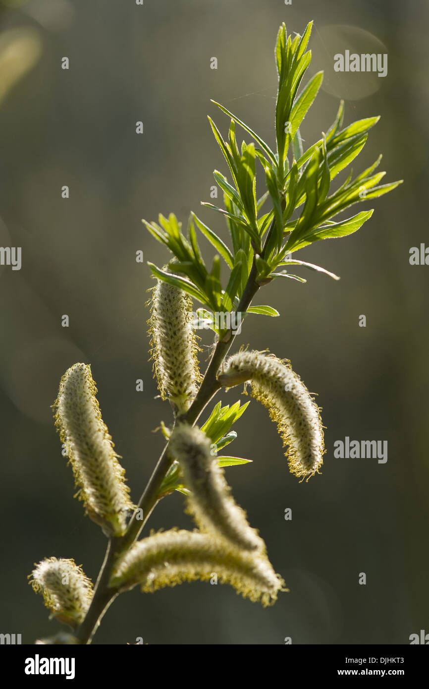 common osier, salix viminalis Stock Photo - Alamy