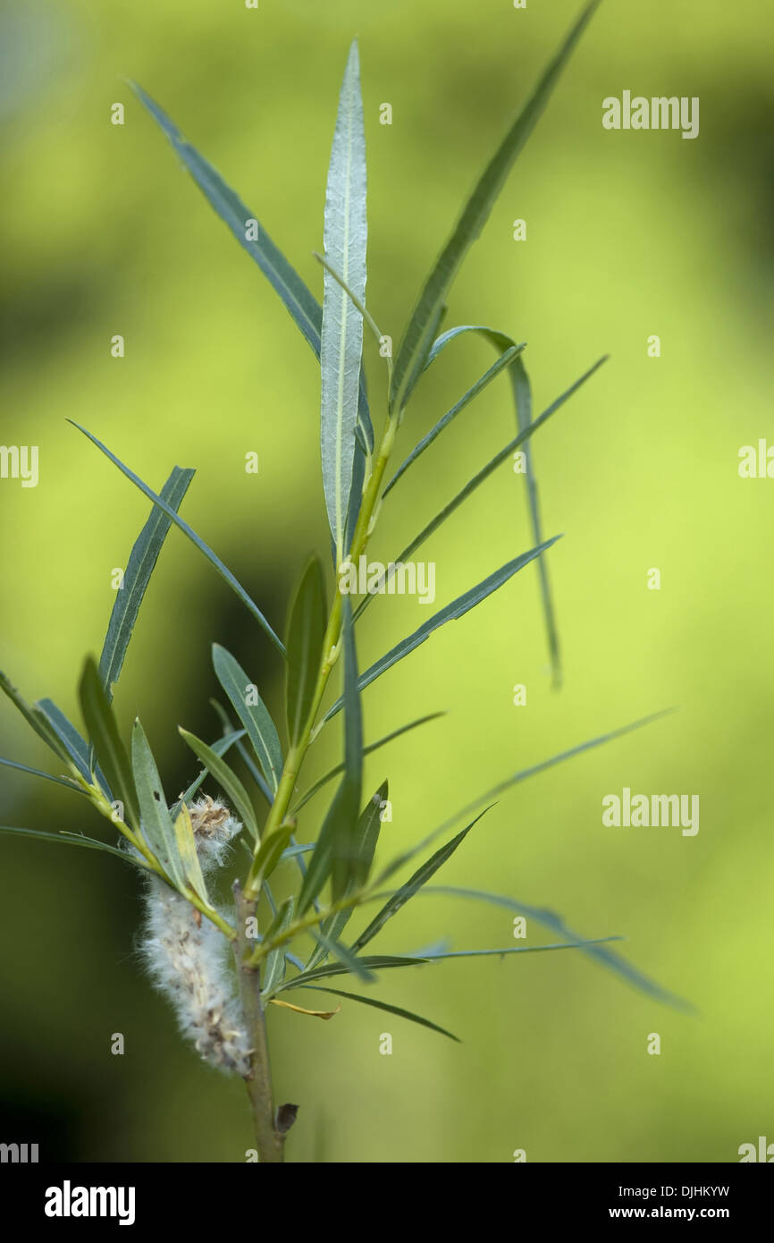 common osier, salix viminalis Stock Photo - Alamy