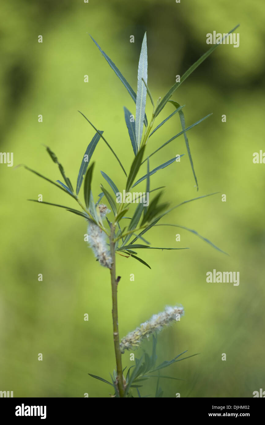 common osier, salix viminalis Stock Photo - Alamy