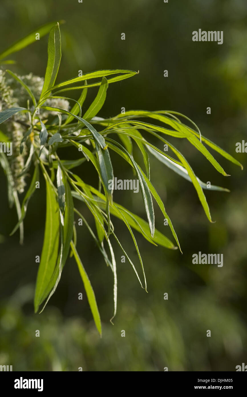 common osier, salix viminalis Stock Photo - Alamy