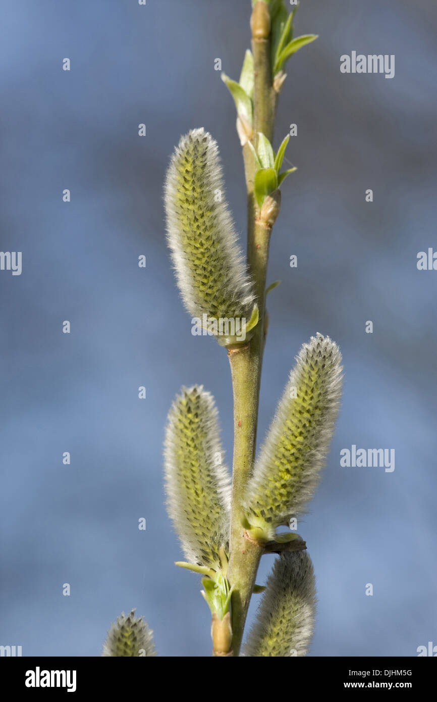 Salix viminalis hi-res stock photography and images - Alamy