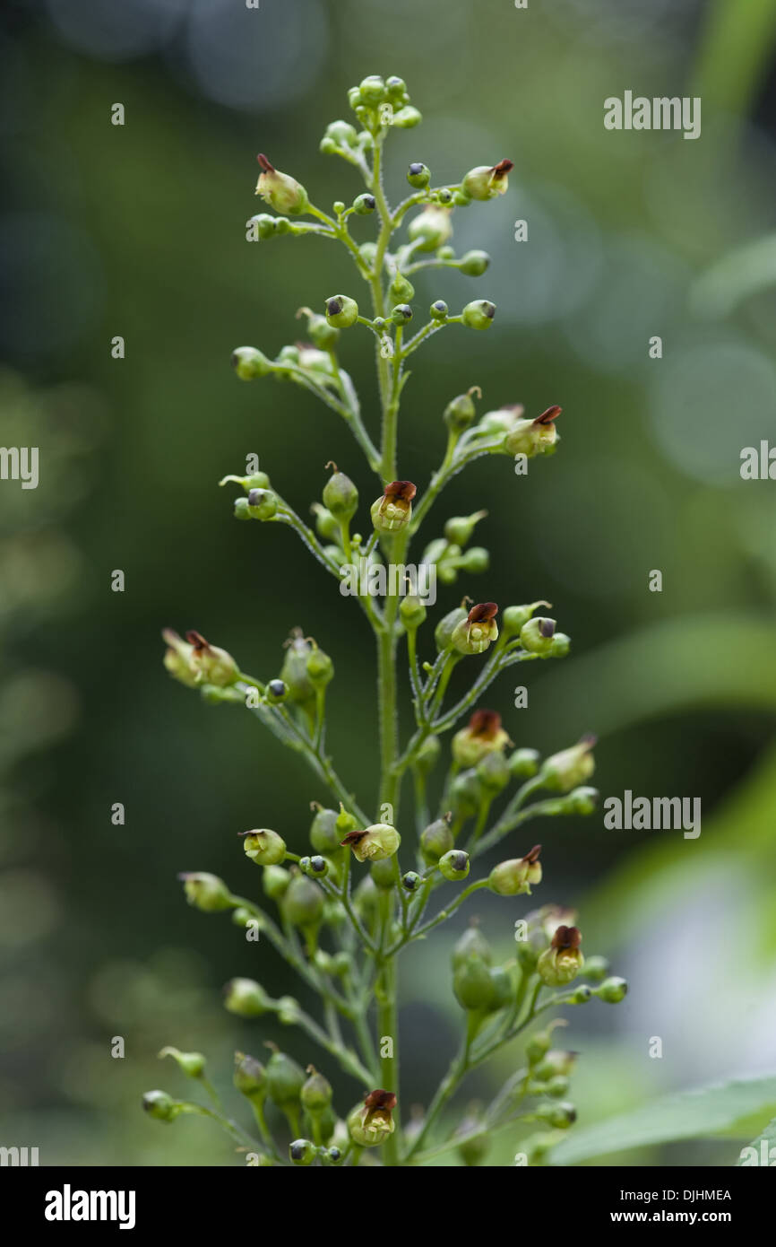 Common figwort hi-res stock photography and images - Alamy