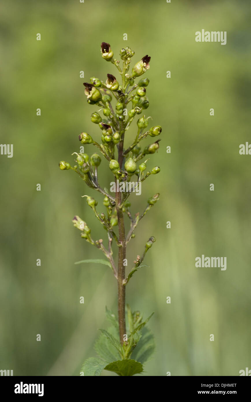 Common figwort scrophularia scrophulariaceae hi-res stock photography ...
