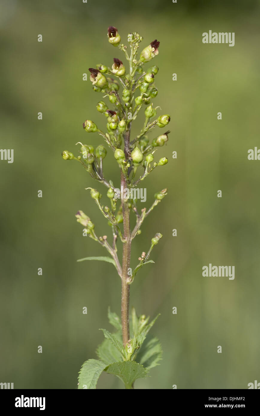 Figwort figworts hi-res stock photography and images - Alamy