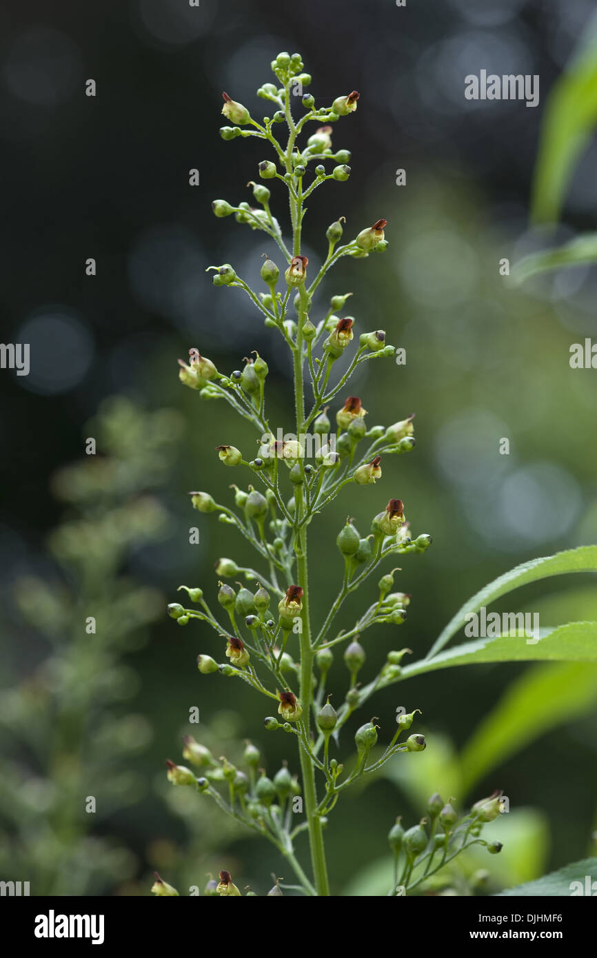 Scrophularia Nodosa High Resolution Stock Photography and Images - Alamy