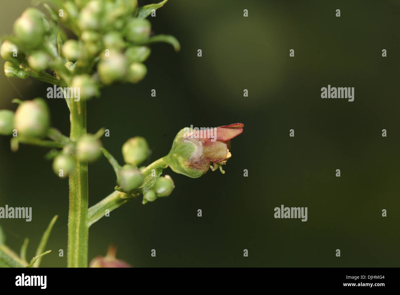 water figwort, scrophularia auriculata Stock Photo - Alamy