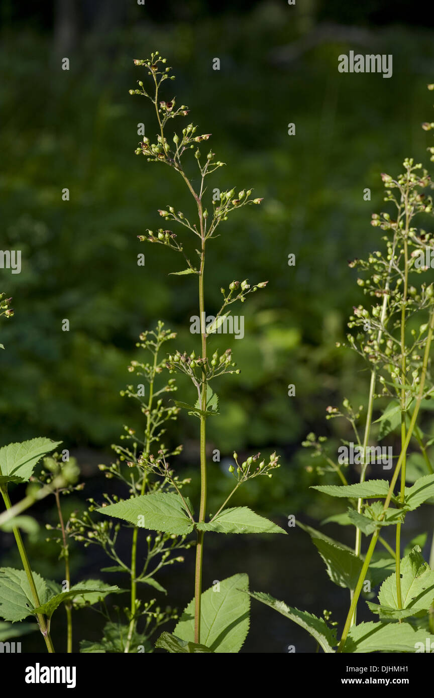 common figwort, scrophularia nodosa Stock Photo - Alamy