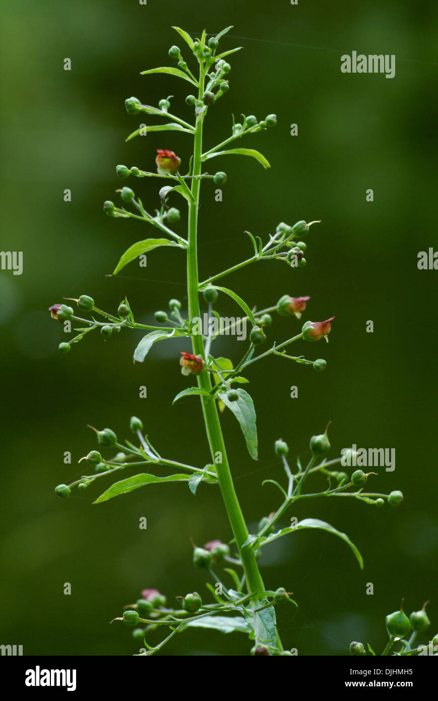 Water figwort scrophularia auriculata hi-res stock photography and ...