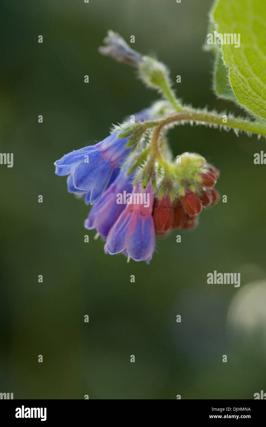 Rough comfrey symphytum hi-res stock photography and images - Alamy