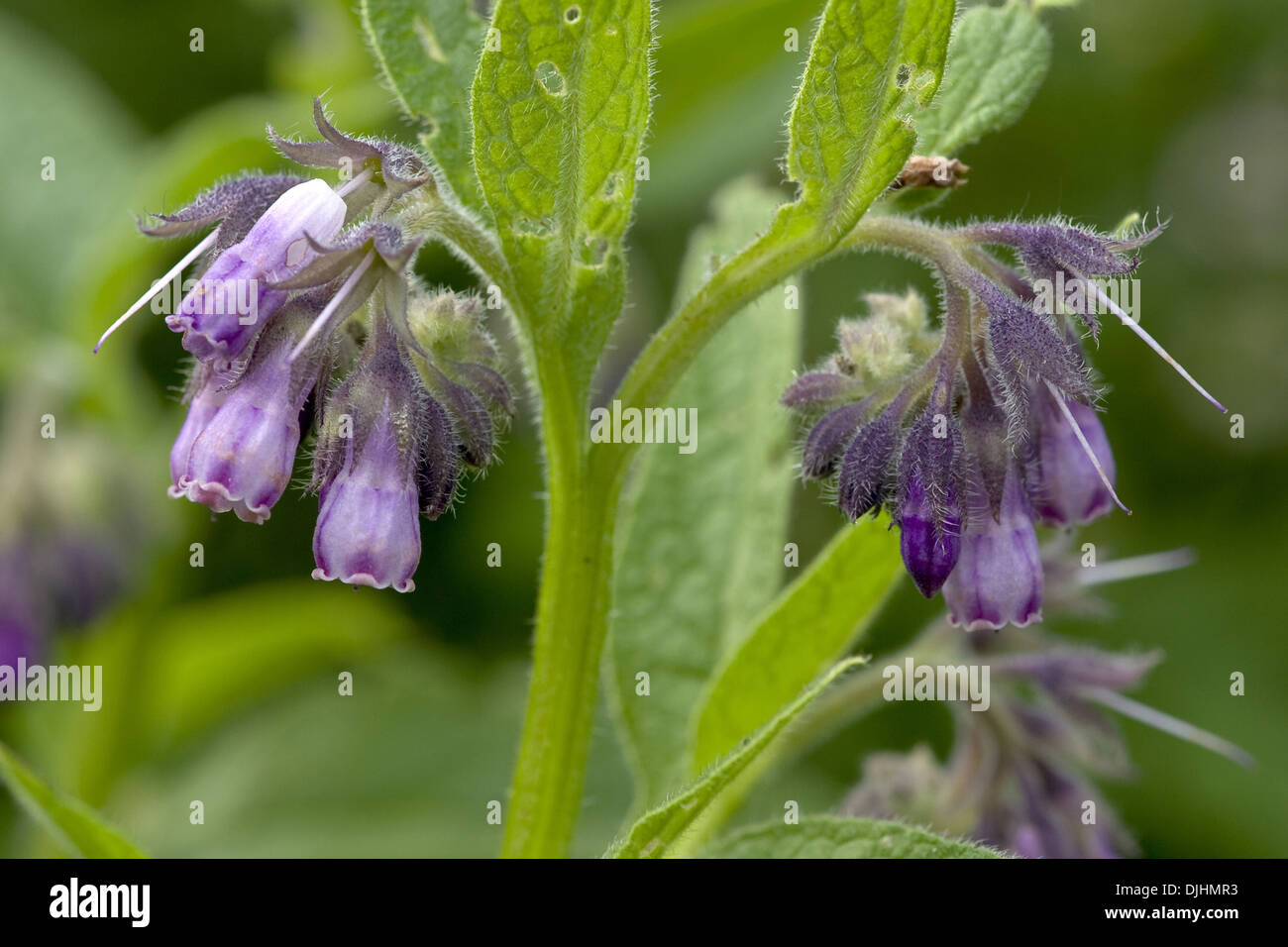 Blue common comfrey flowers hi-res stock photography and images - Alamy