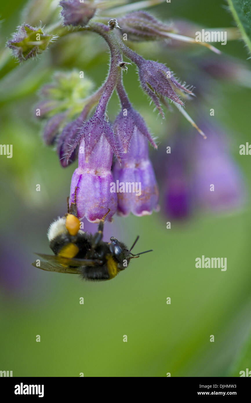 common comfrey, symphytum officinale Stock Photo - Alamy