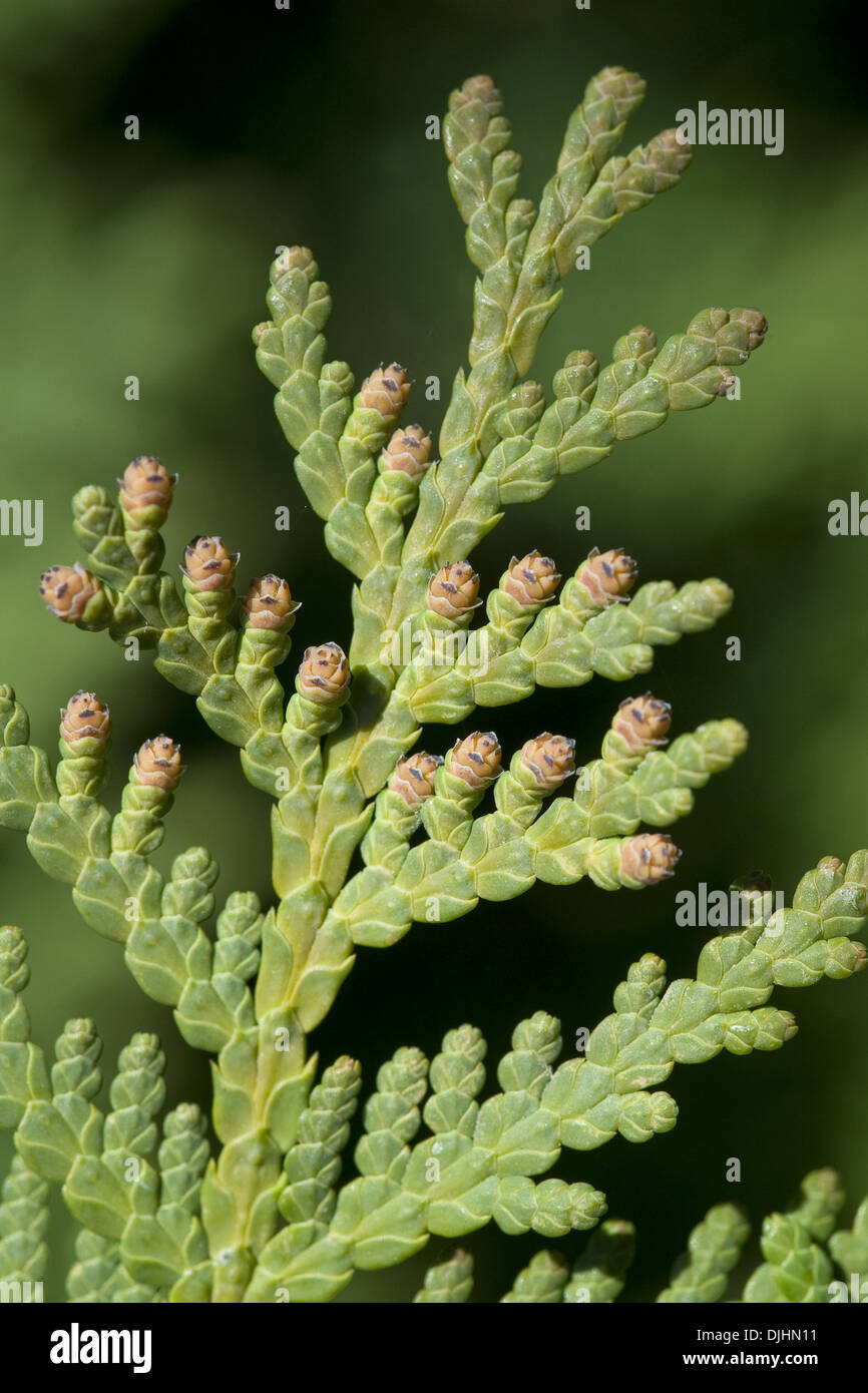 Northern white cedar tree hi-res stock photography and images - Alamy