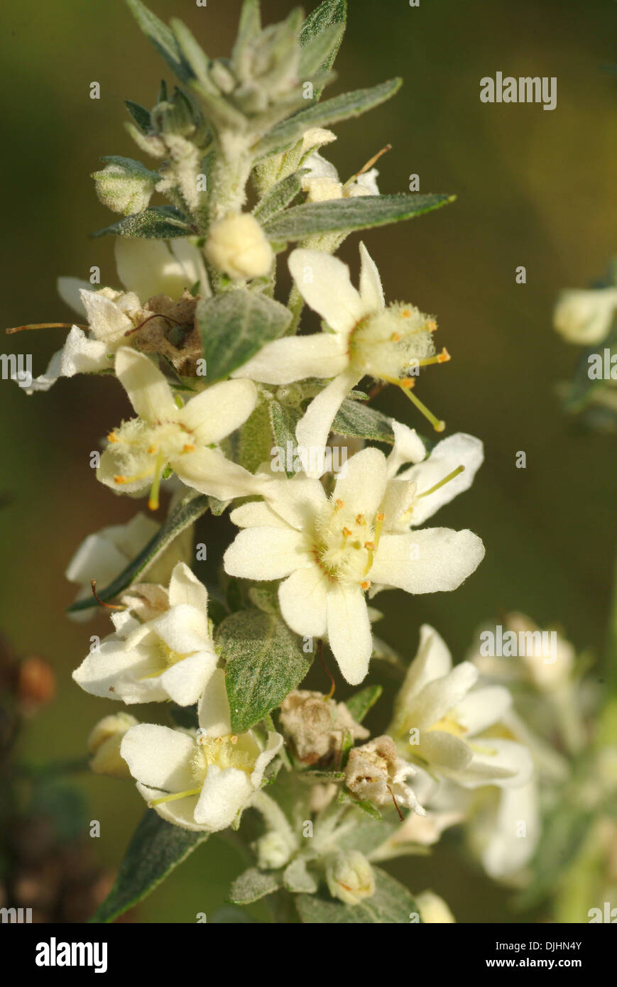White mullein hi-res stock photography and images - Alamy