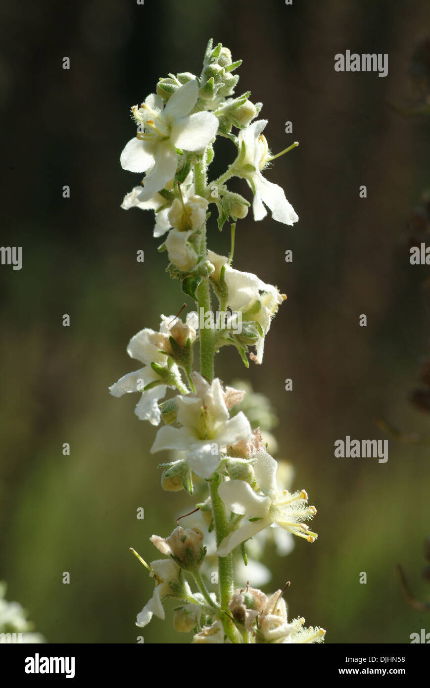 White mullein hi-res stock photography and images - Alamy