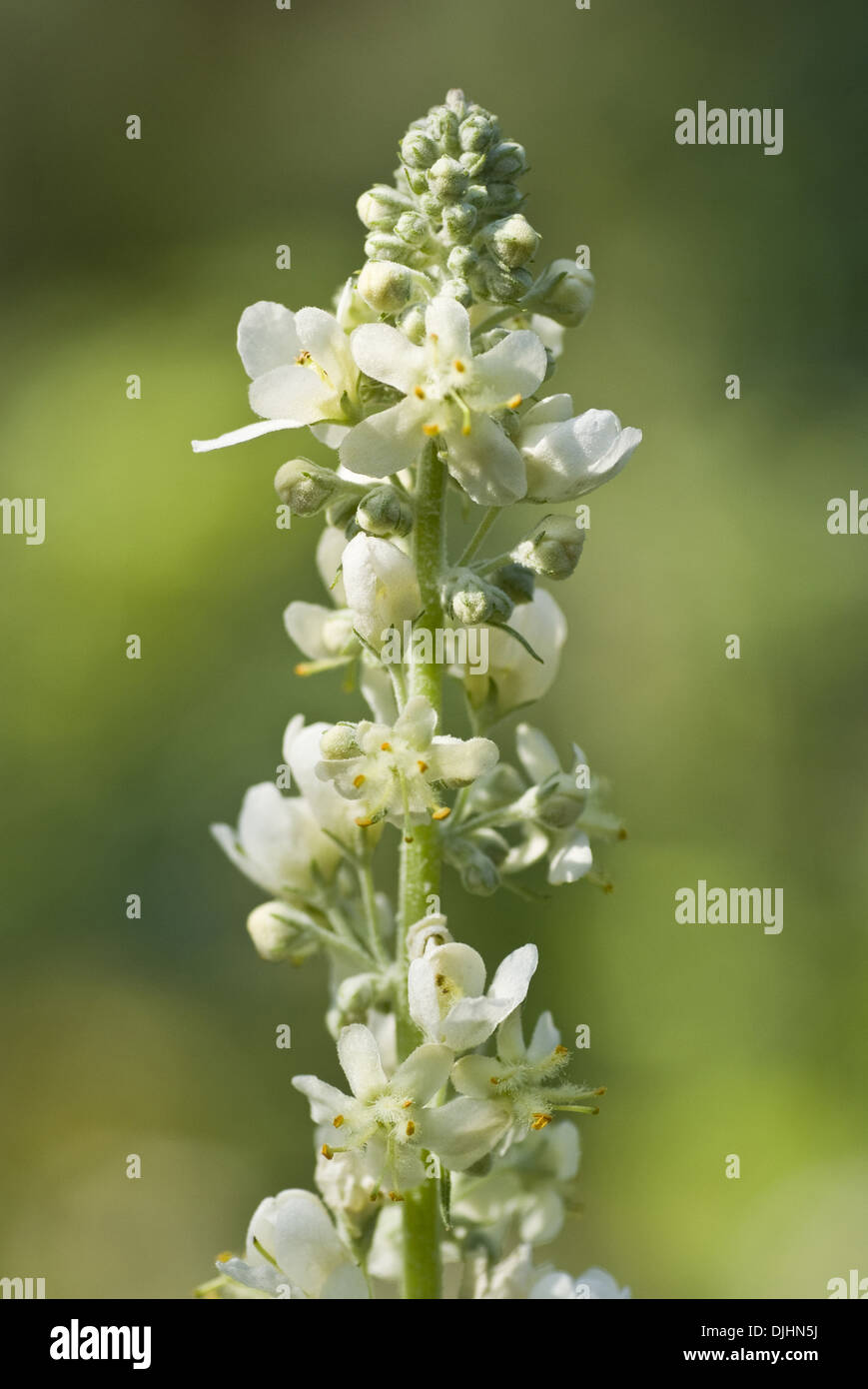 White mullein hi-res stock photography and images - Alamy