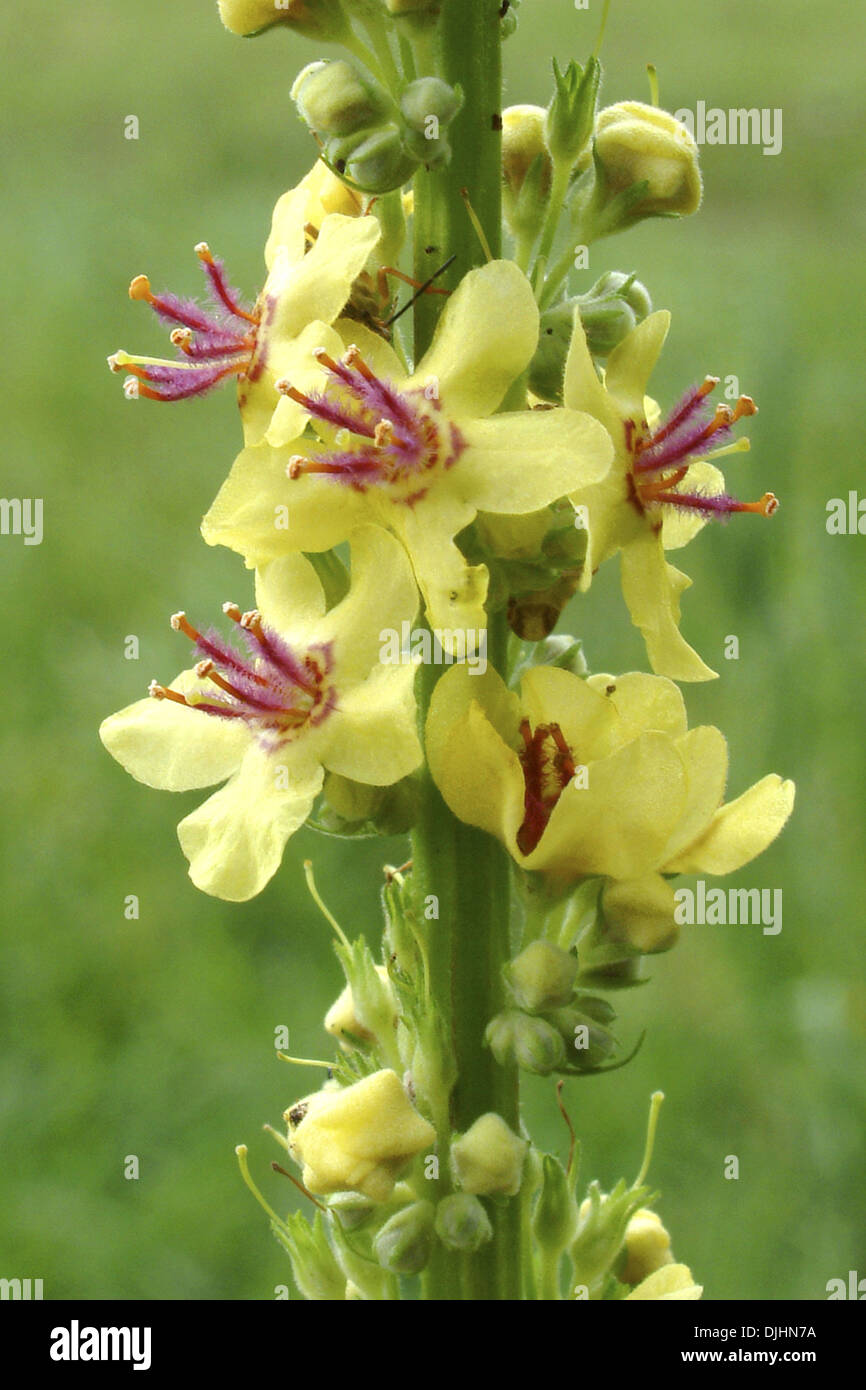 dark mullein, verbascum nigrum Stock Photo - Alamy