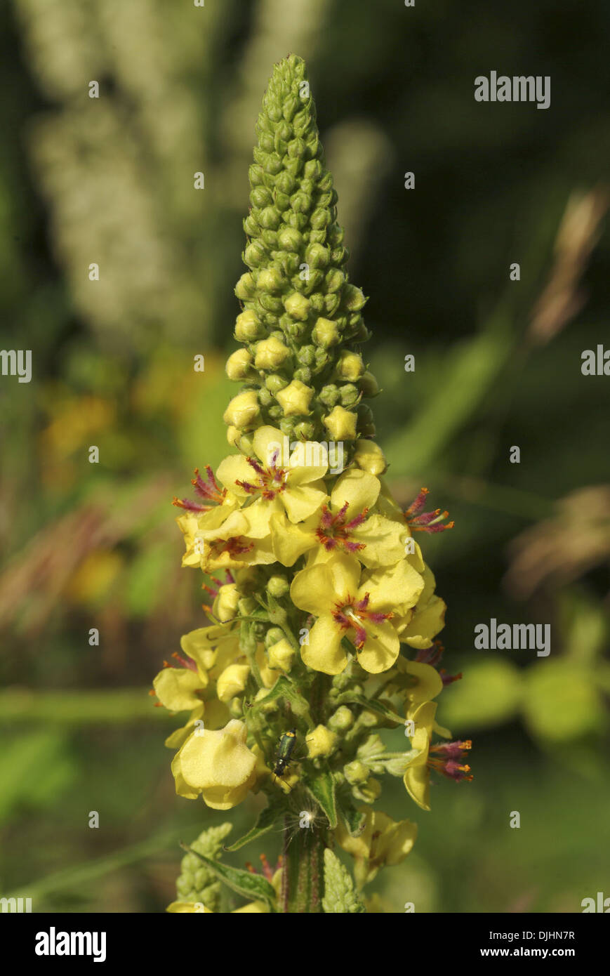 dark mullein, verbascum nigrum Stock Photo - Alamy