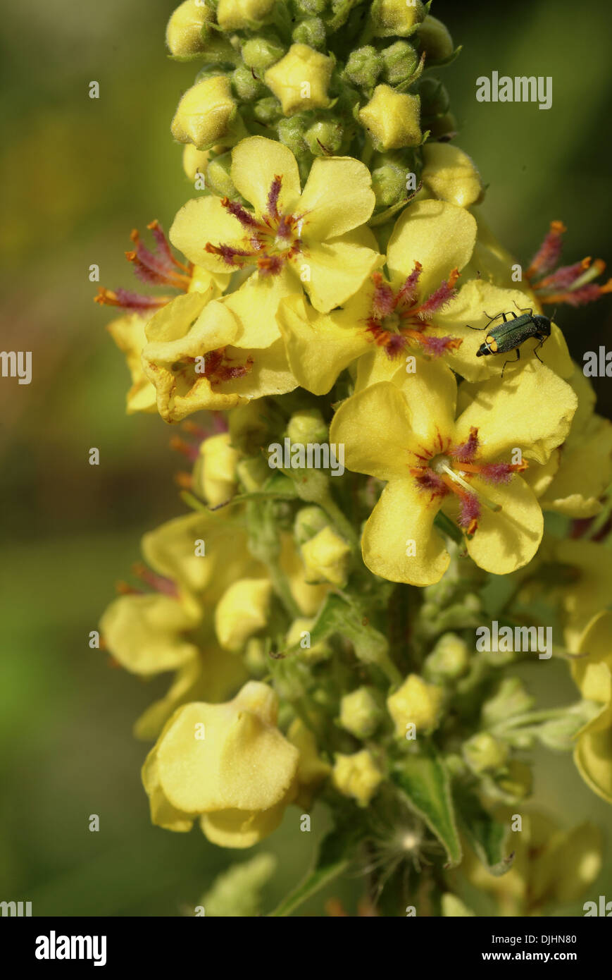 dark mullein, verbascum nigrum Stock Photo - Alamy