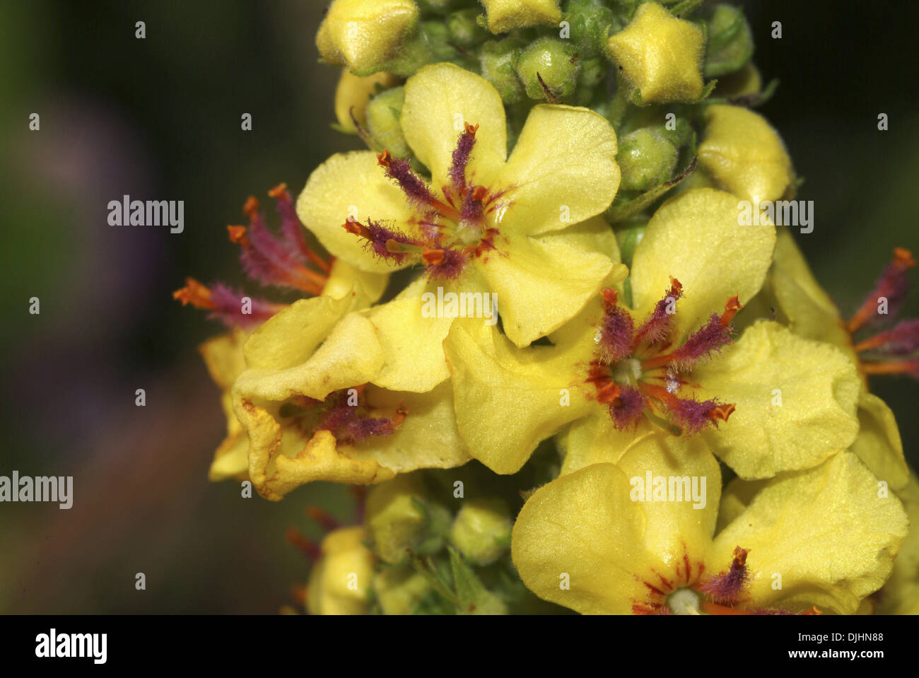dark mullein, verbascum nigrum Stock Photo - Alamy