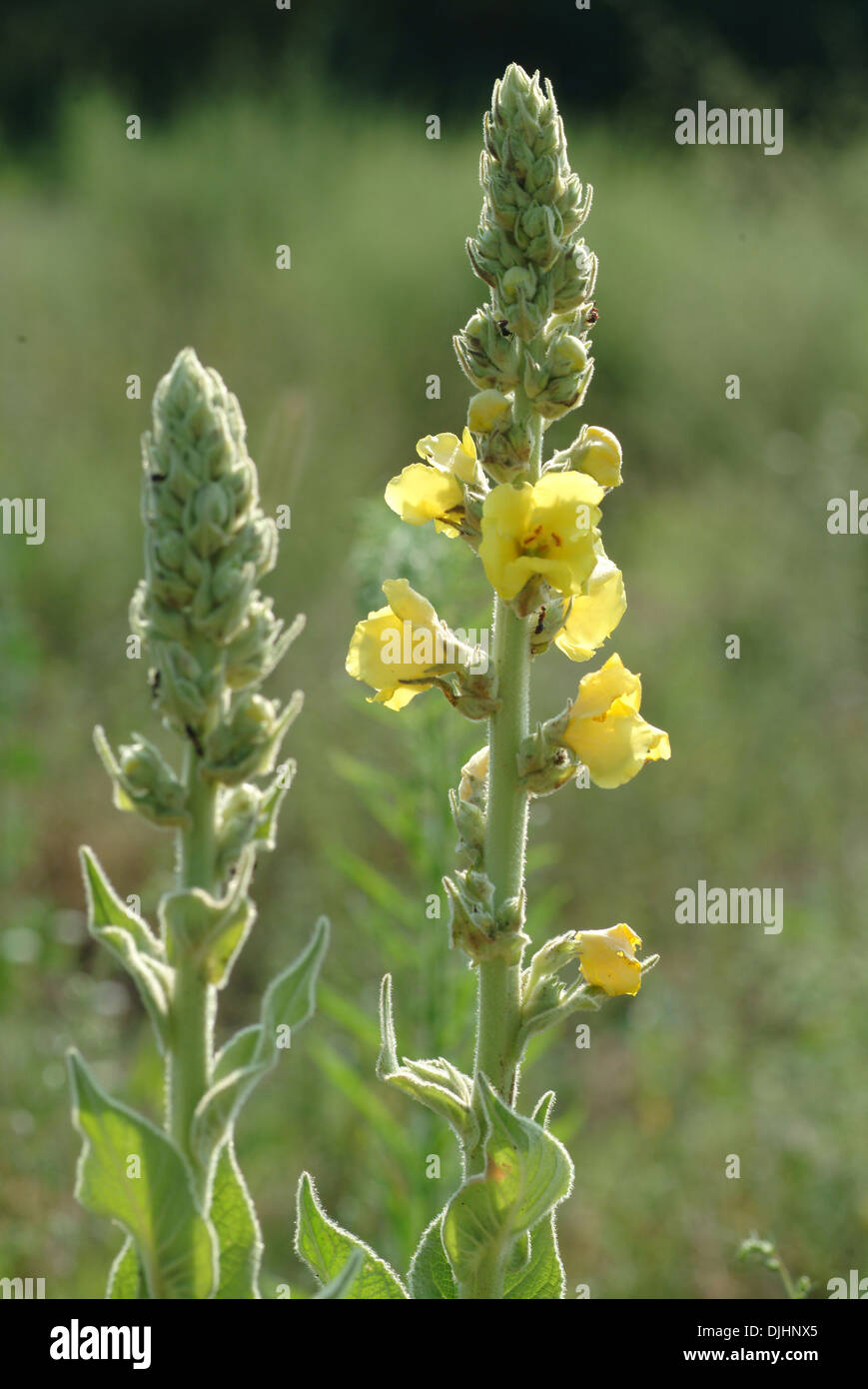 Thapsus hi-res stock photography and images - Alamy