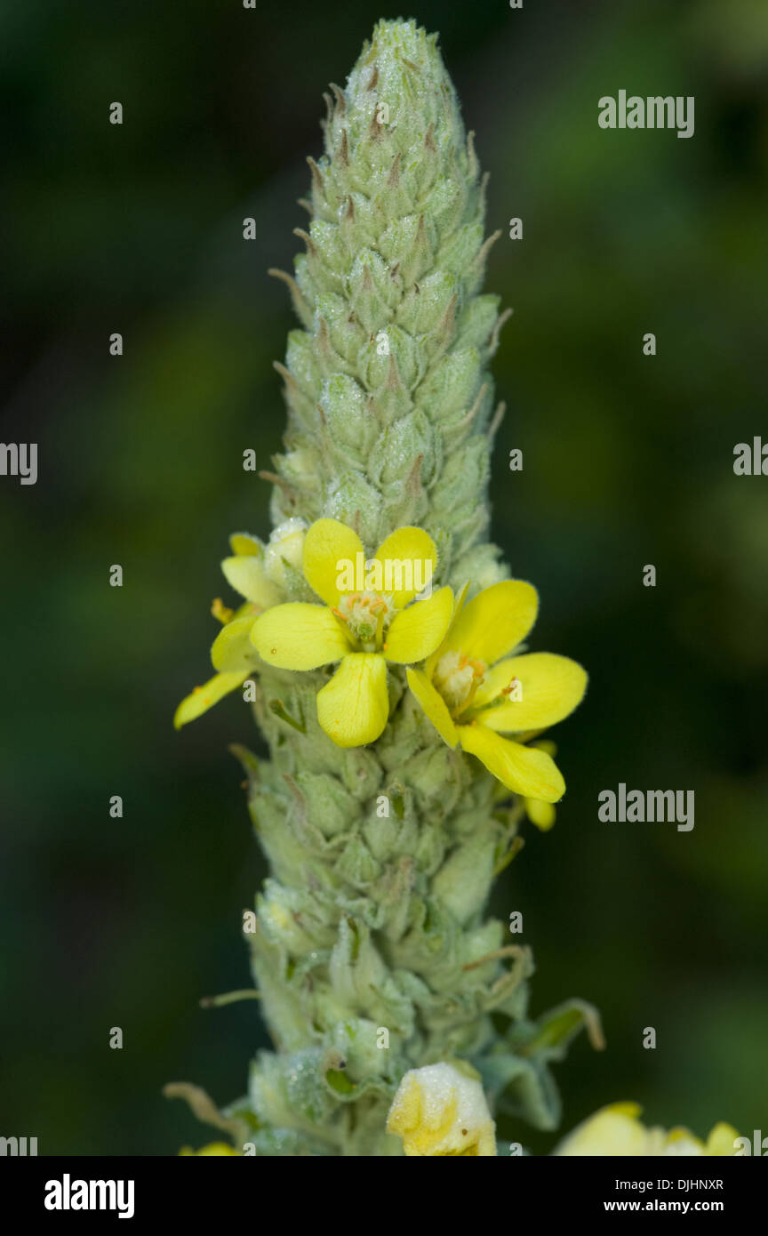 great mullein, verbascum thapsus Stock Photo - Alamy