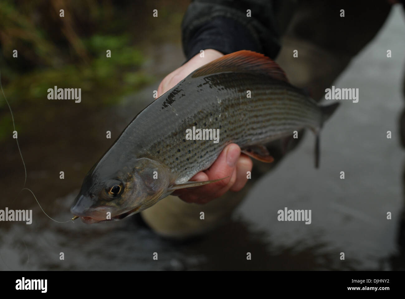 Greyling thymallus thymallus hi-res stock photography and images - Alamy