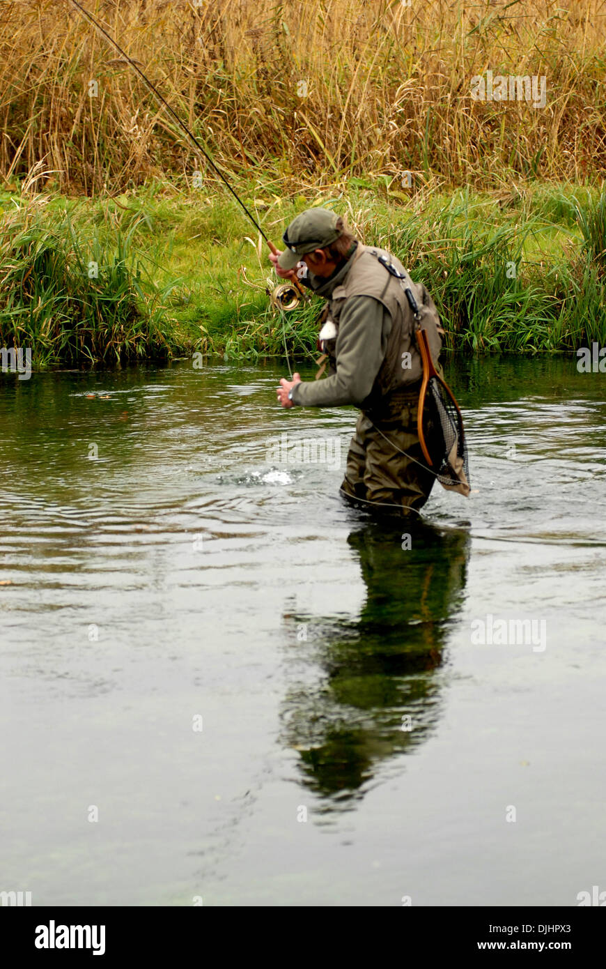 Greyling thymallus thymallus hi-res stock photography and images - Alamy