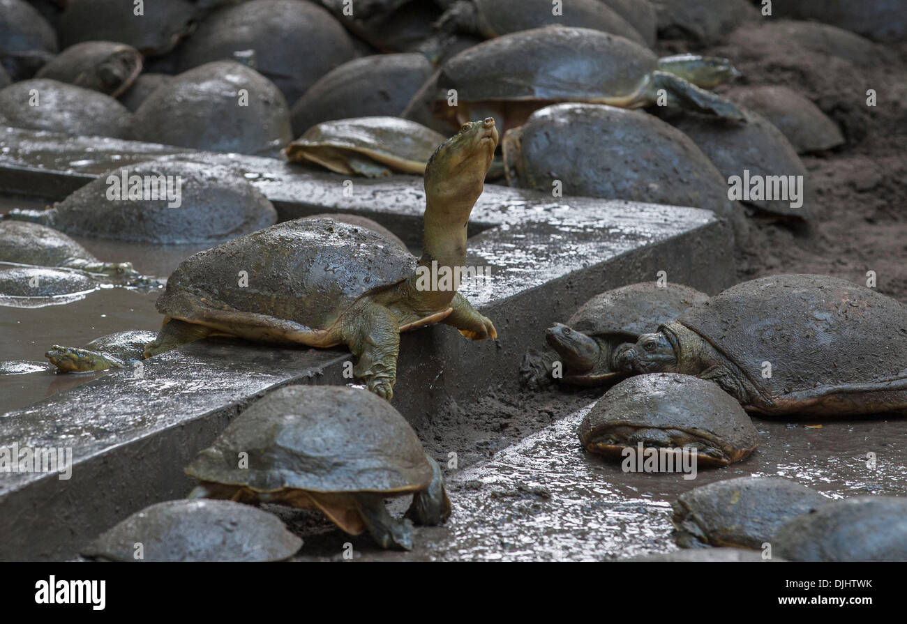 Indian wildlife protection act hi-res stock photography and images - Alamy