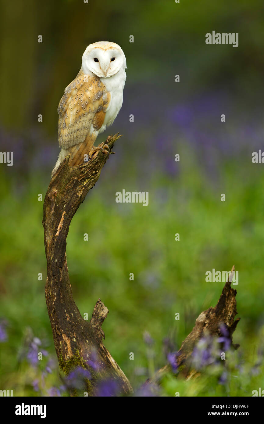 Barn owl sitting on a log in a wood with bluebells in the background ...