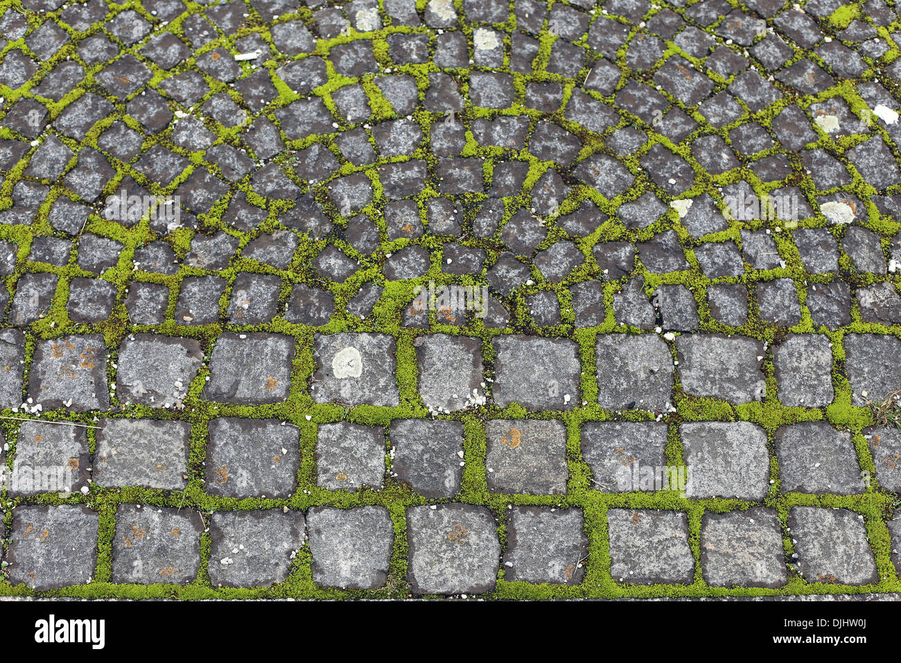 Cobblestone pavement moss hi-res stock photography and images - Alamy