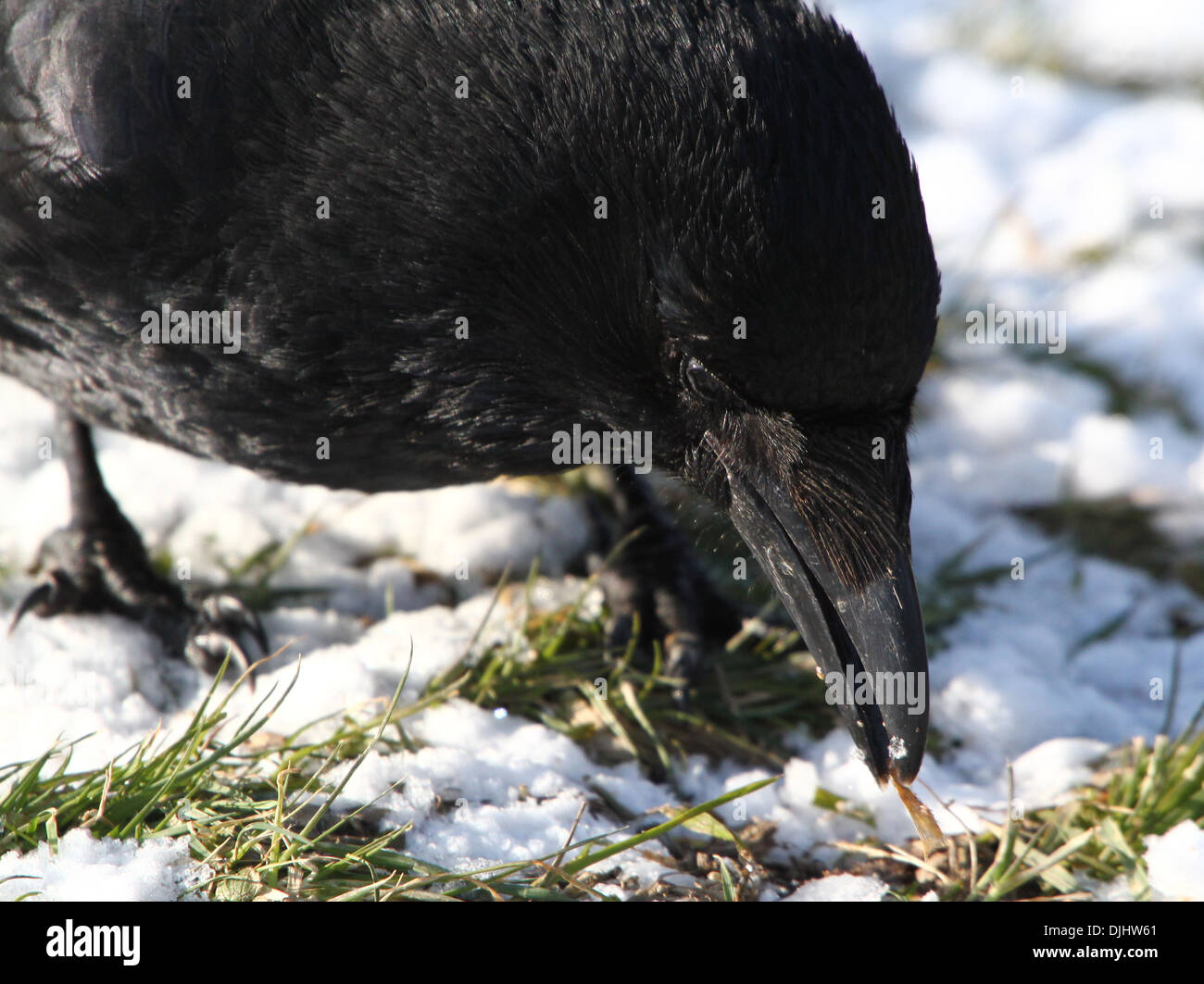 Extreme crop of a black carrion crow (Corvus Corone) foraging for food ...