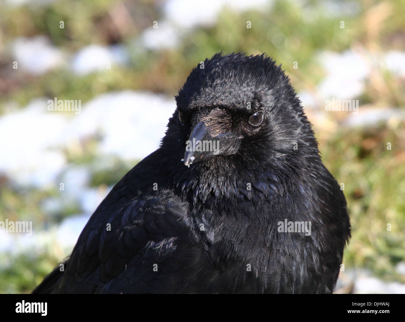 Detailed close up of a black carrion crow (Corvus Corone) in the snow ...