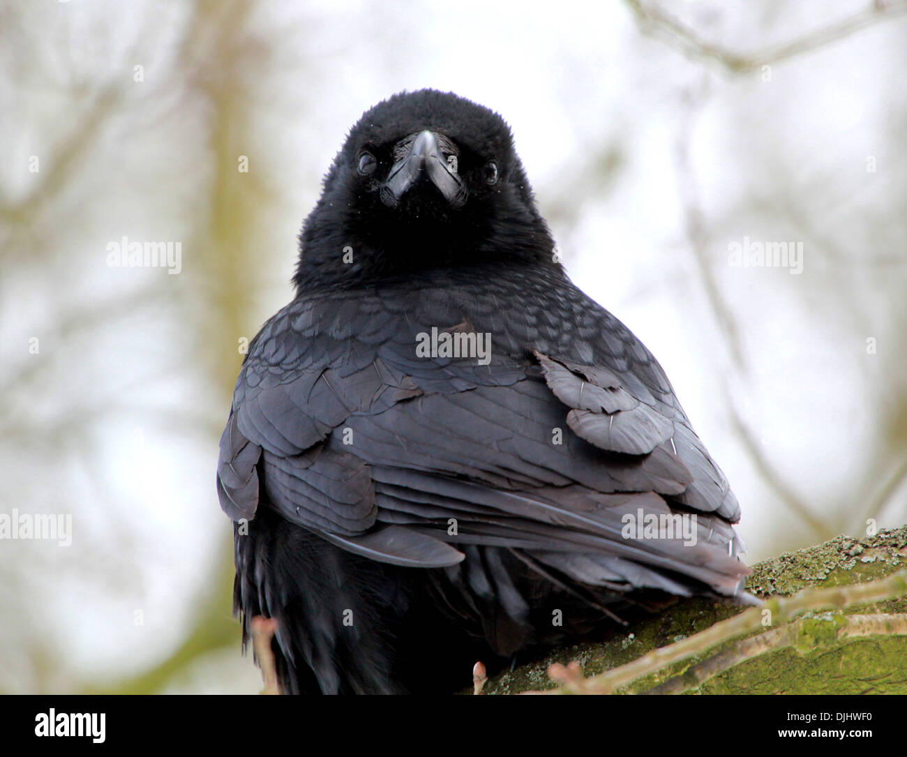 Facing backwards hi-res stock photography and images - Alamy