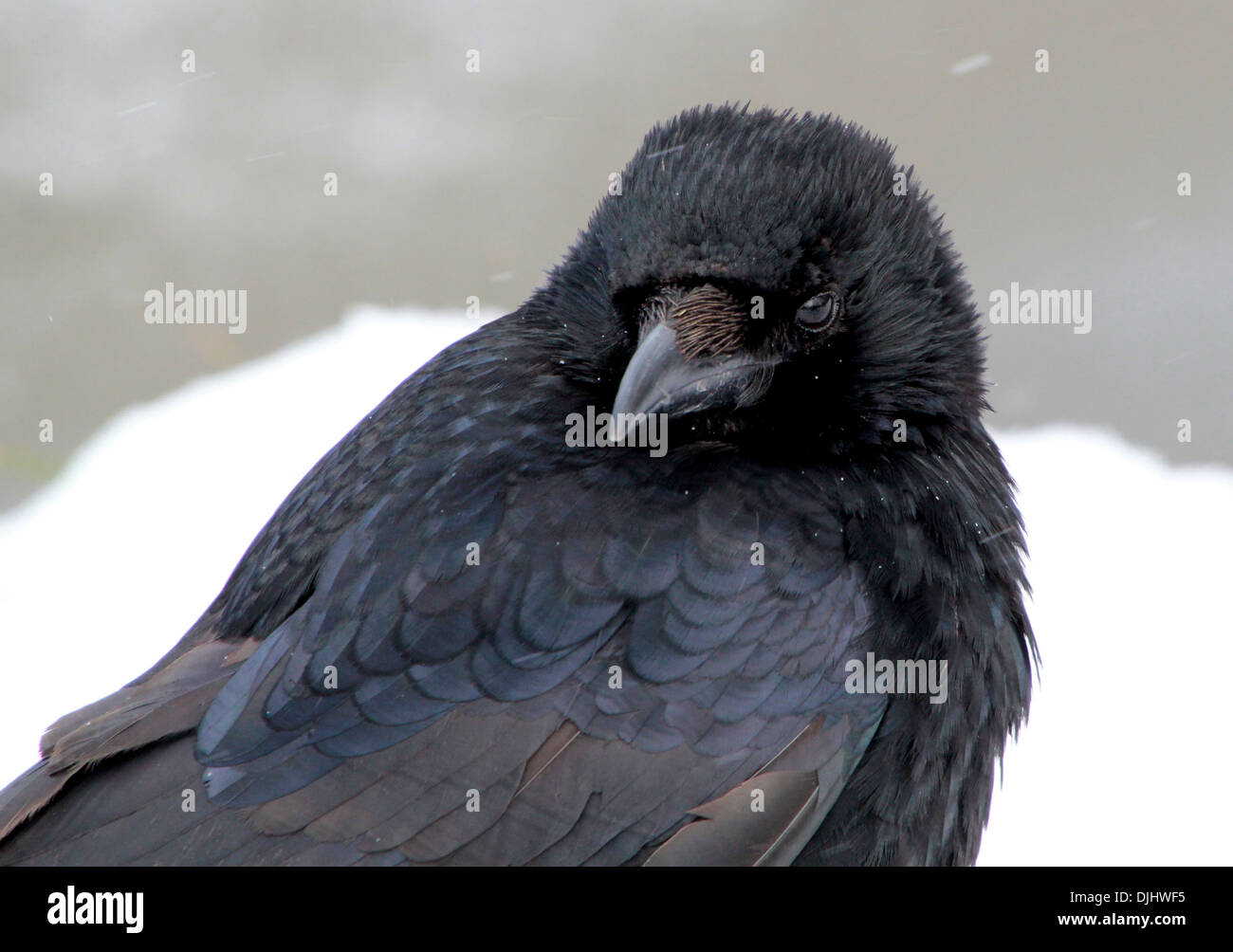 Detailed close up of head and upper body of a black carrion crow ...