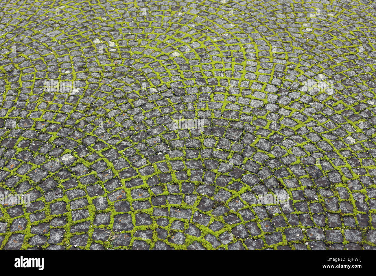 Cobblestone pavement moss hi-res stock photography and images - Alamy