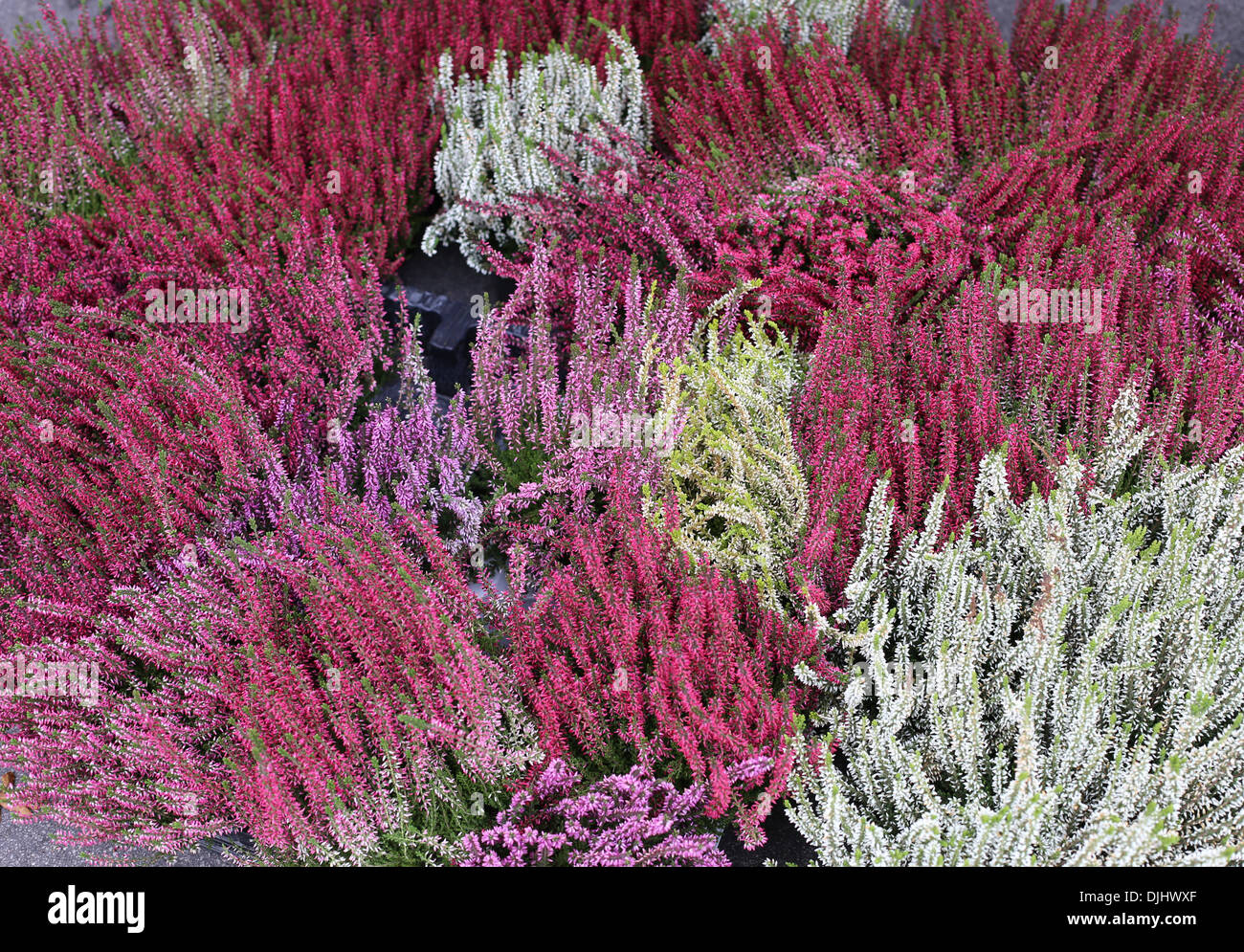 Common heather calluna vulgaris small hi-res stock photography and ...
