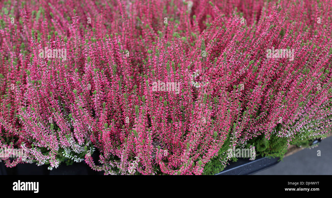 Common heather calluna vulgaris small hi-res stock photography and ...
