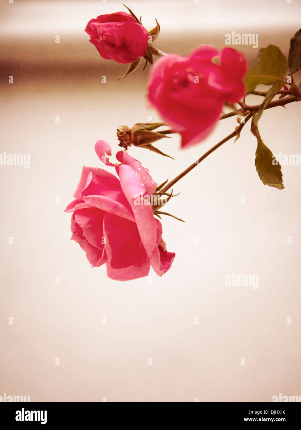 Branch of roses hi-res stock photography and images - Alamy