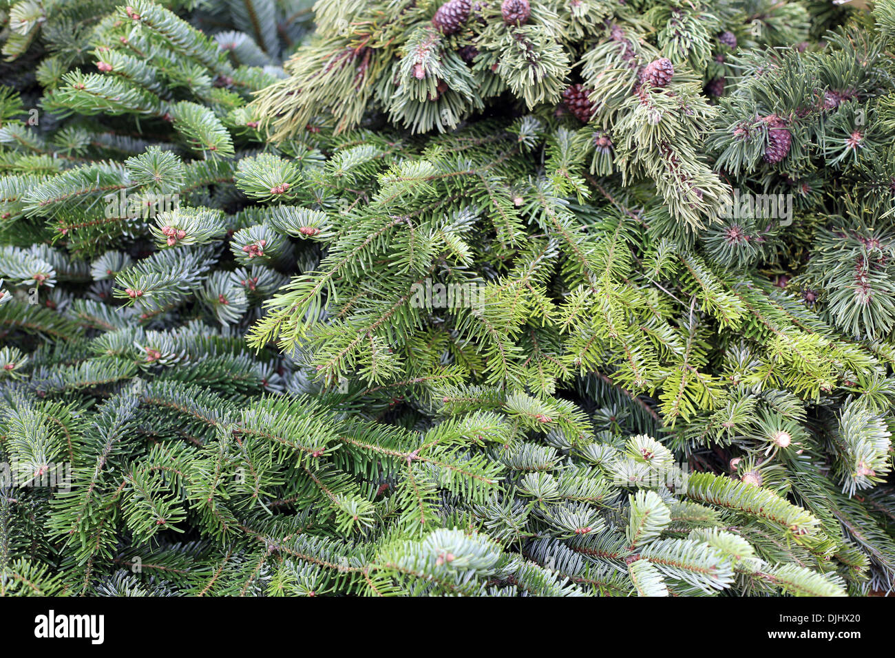 Branches of Christmas tree Stock Photo - Alamy